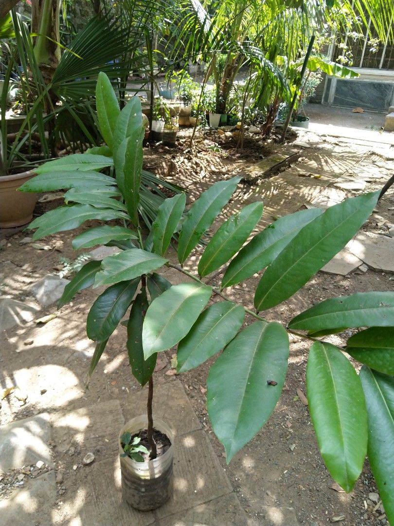 Mabolo seedless tree on Carousell