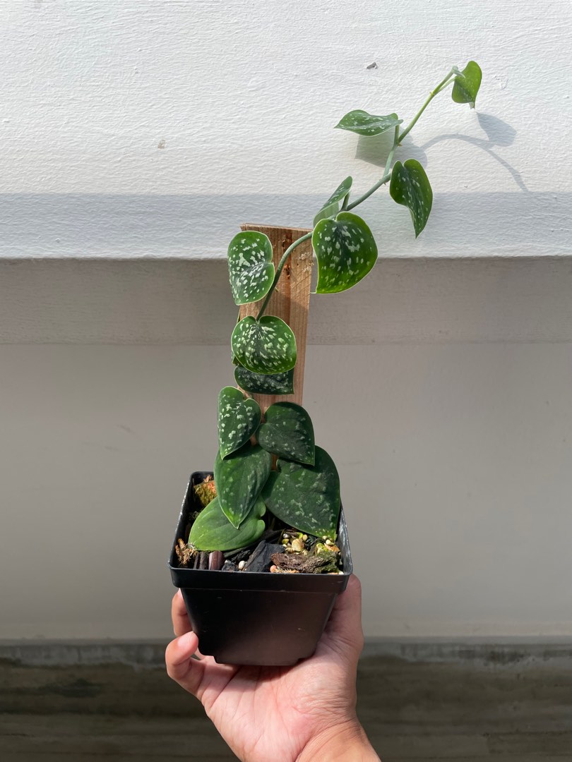 Scindapsus Snake Scale Plant, Furniture & Home Living, Gardening ...