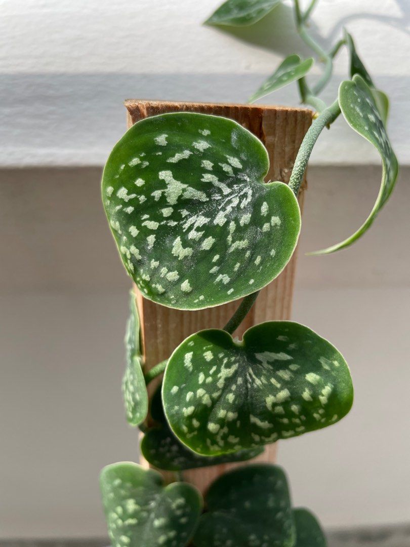 Scindapsus Snake Scale Plant, Furniture & Home Living, Gardening ...