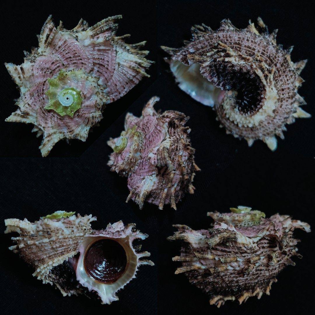 Seashell Spiny Angaria delphinus, Hobbies & Toys, Memorabilia ...