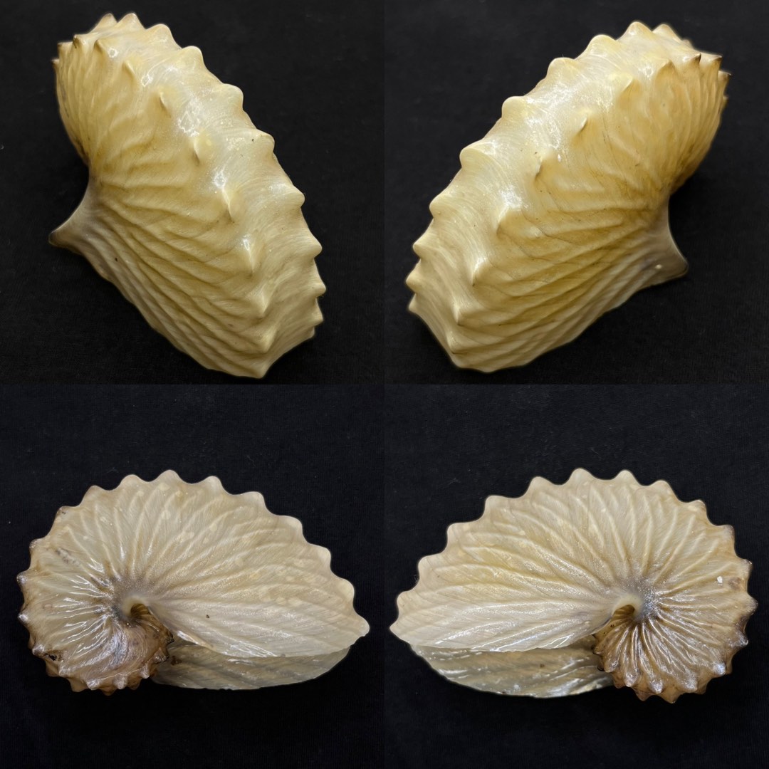 Seashell Paper Nautilus, Hobbies & Toys, Memorabilia & Collectibles ...