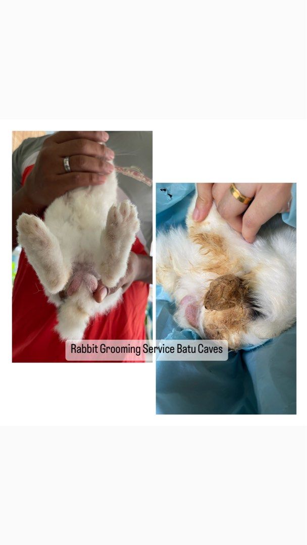 Arnab/Rabbit Grooming Service., Services, Others on Carousell