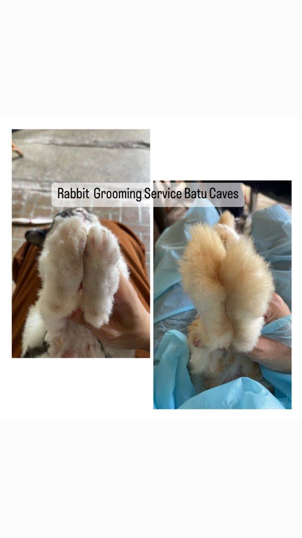Arnab/Rabbit Grooming Service., Services, Others on Carousell