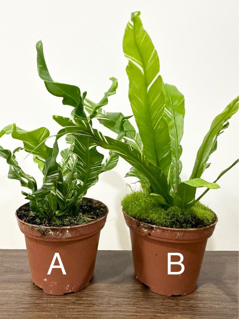 Asplenium variegated variegata, Furniture & Home Living, Gardening ...