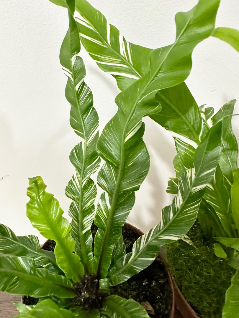 Asplenium variegated variegata, Furniture & Home Living, Gardening ...