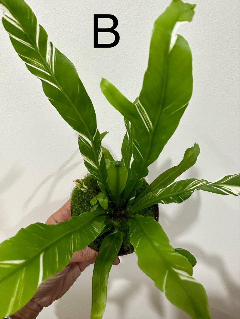 Asplenium variegated variegata, Furniture & Home Living, Gardening ...