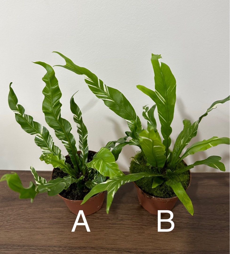 Asplenium variegated variegata, Furniture & Home Living, Gardening ...