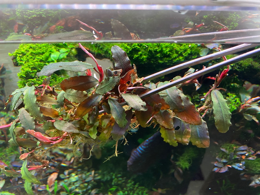 Bucephalandra silver powder, Furniture & Home Living, Gardening, Plants ...