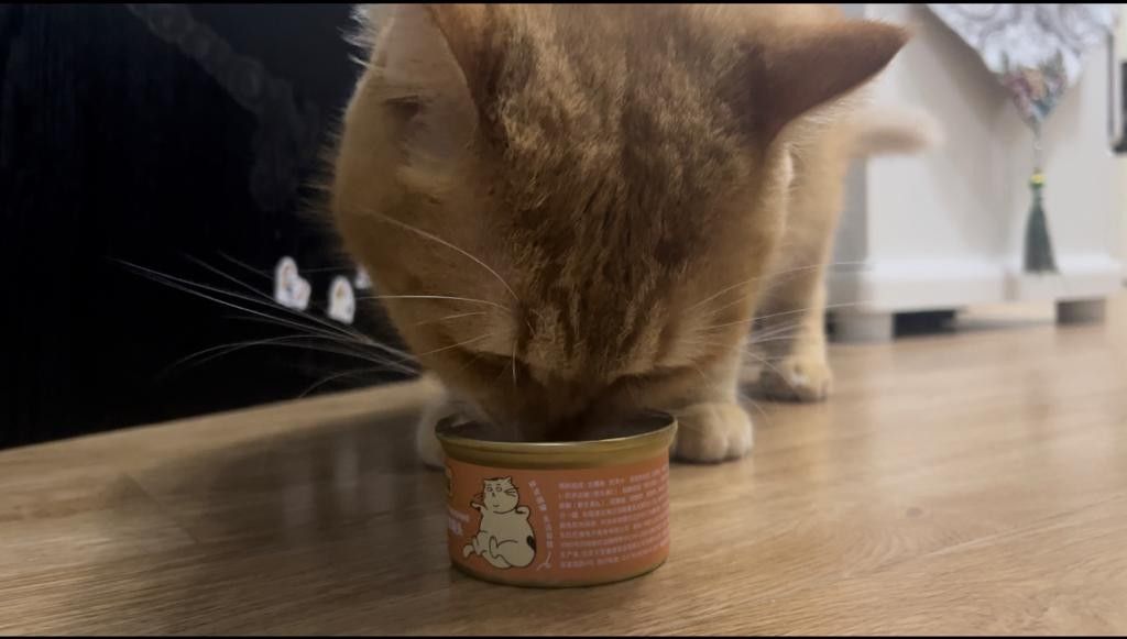 Cat Canned Snack Milkshake - fish flavor (pre-order), Pet Supplies, Pet ...