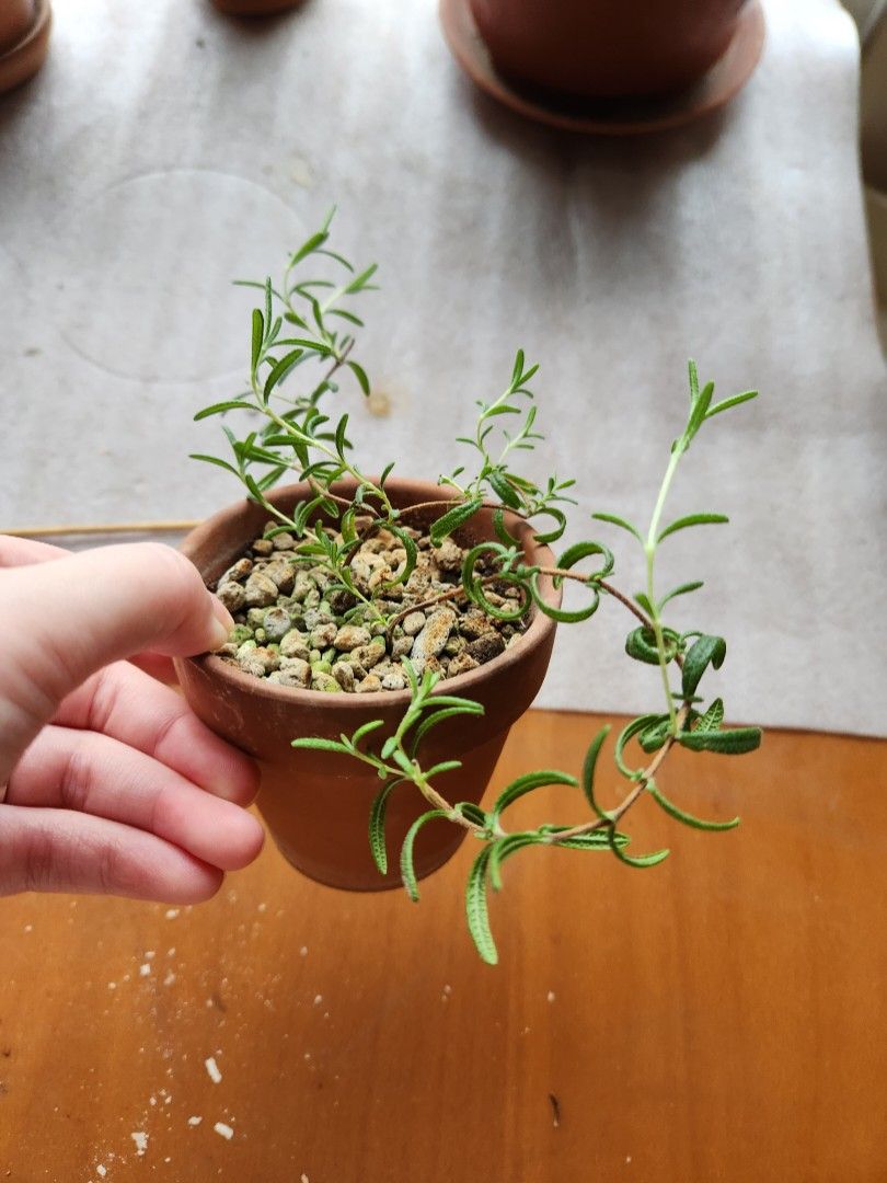 Sg acclimatised creeping Rosemary in terracotta pot, Furniture & Home ...