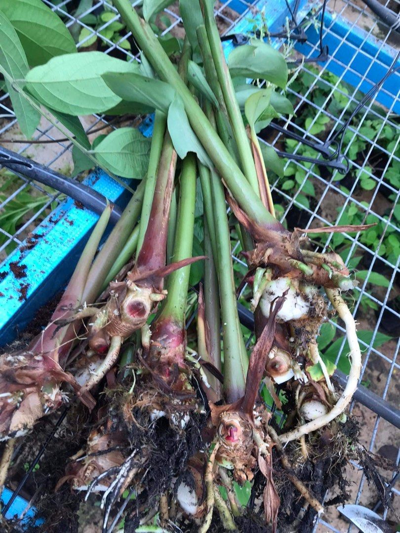 Ubi/rhizome pokok bunga wangi gandasuli kuning, Furniture & Home Living ...