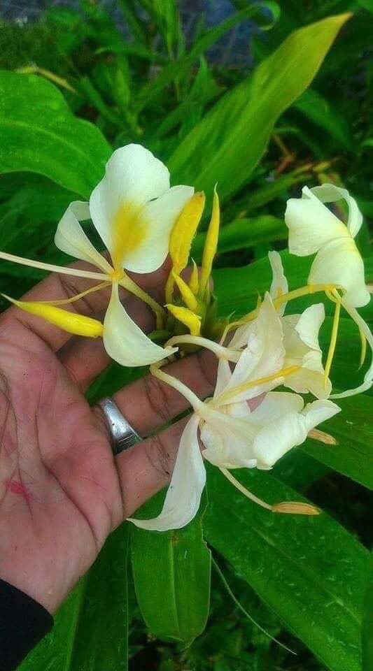 Ubi/rhizome pokok bunga wangi gandasuli kuning, Furniture & Home Living ...