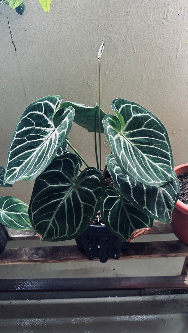 Anthu, Furniture & Home Living, Gardening, Plants & Seeds on Carousell