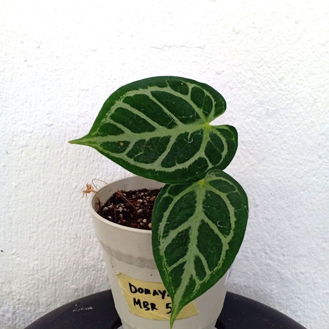 Anthurium Dorayaki MBR, Furniture & Home Living, Gardening, Plants ...