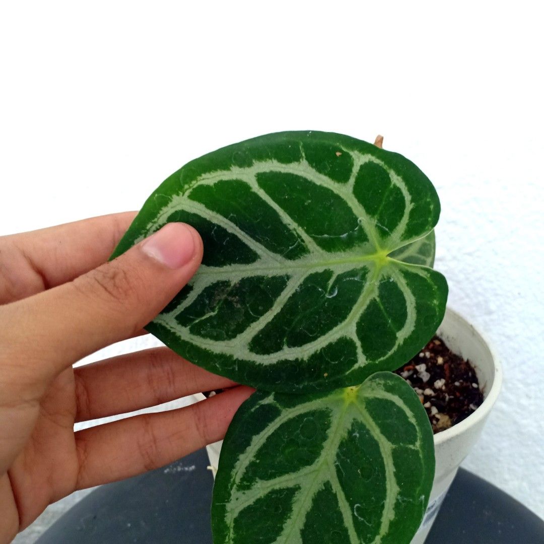 Anthurium Dorayaki MBR, Furniture & Home Living, Gardening, Plants ...