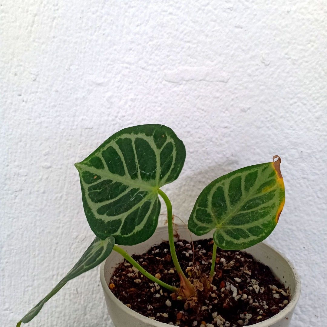Anthurium Dorayaki MBR, Furniture & Home Living, Gardening, Plants ...