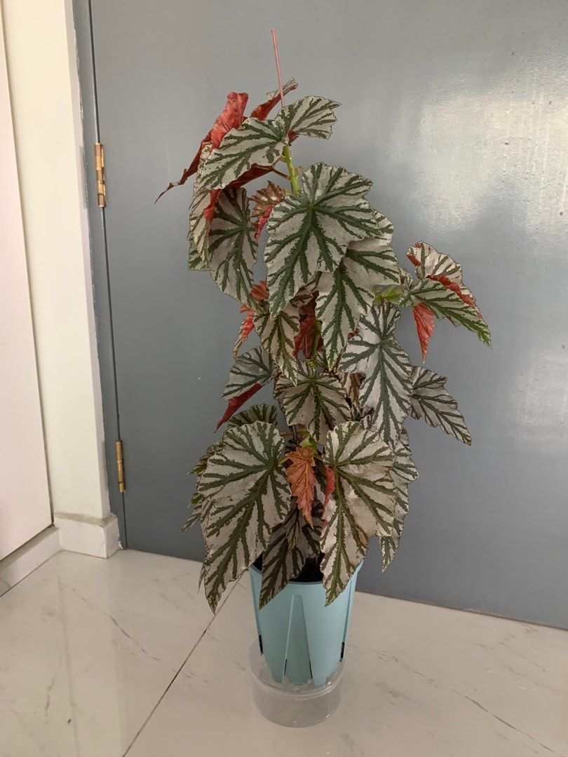 Begonia Highway (big and tall plant), Furniture & Home Living ...