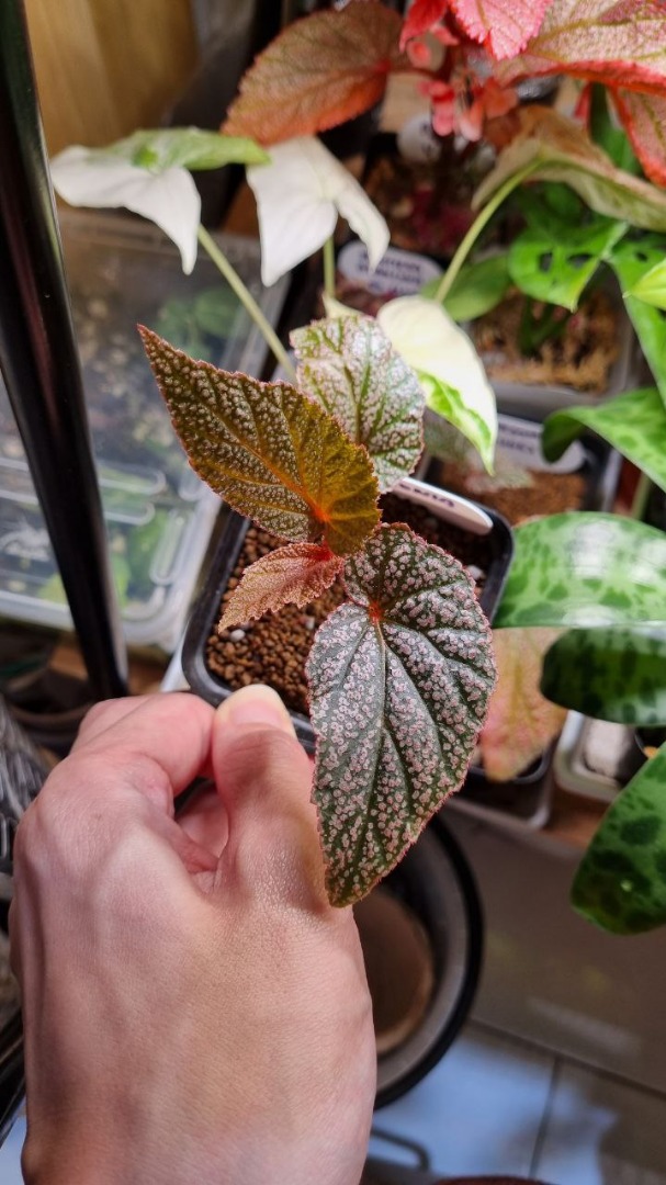 Begonia U062, Furniture & Home Living, Gardening, Plants & Seeds on ...