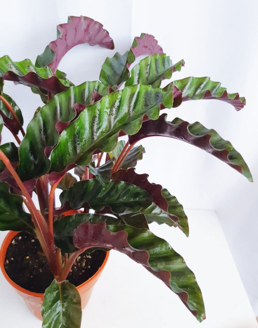 Calathea Gandersii, Furniture & Home Living, Gardening, Plants & Seeds ...