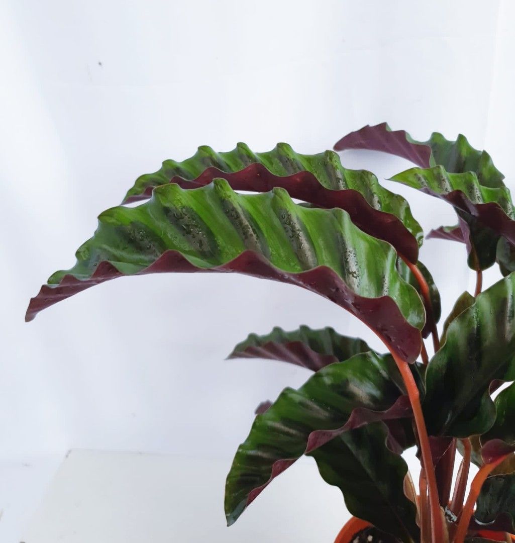 Calathea Gandersii, Furniture & Home Living, Gardening, Plants & Seeds ...