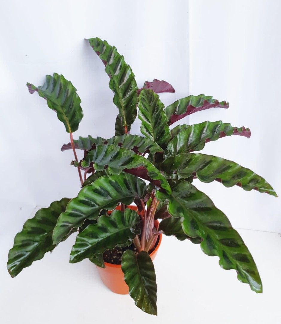 Calathea Gandersii, Furniture & Home Living, Gardening, Plants & Seeds ...