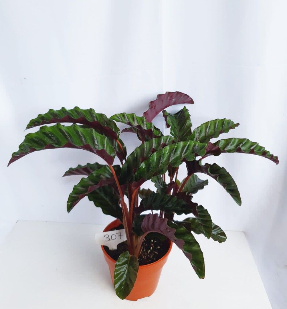 Calathea Gandersii, Furniture & Home Living, Gardening, Plants & Seeds ...