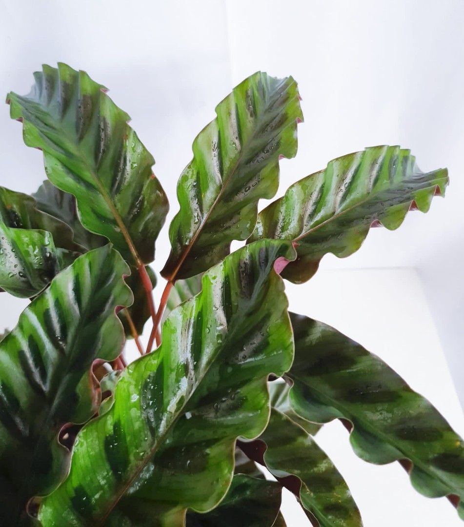 Calathea Gandersii, Furniture & Home Living, Gardening, Plants & Seeds ...