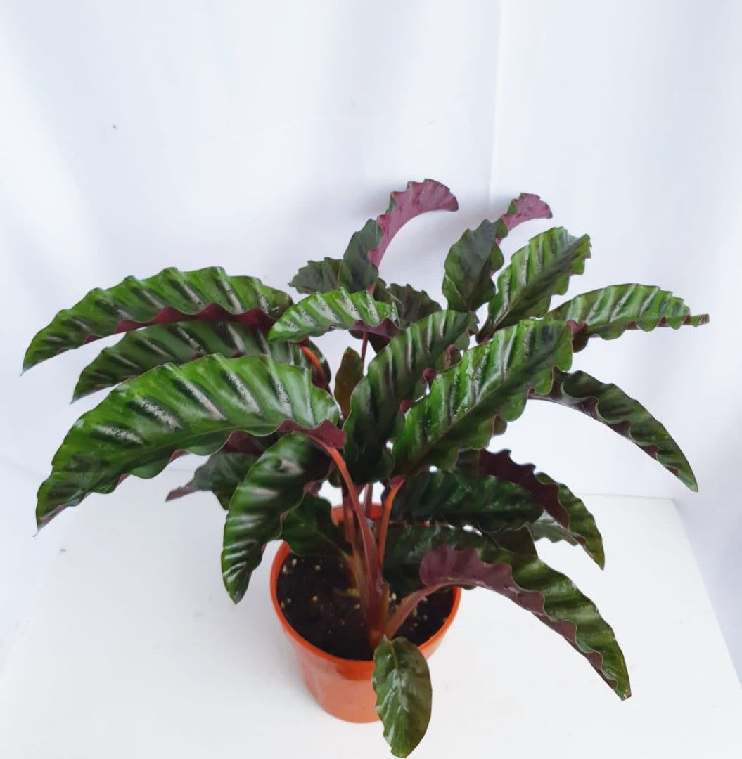 Calathea Gandersii, Furniture & Home Living, Gardening, Plants & Seeds ...