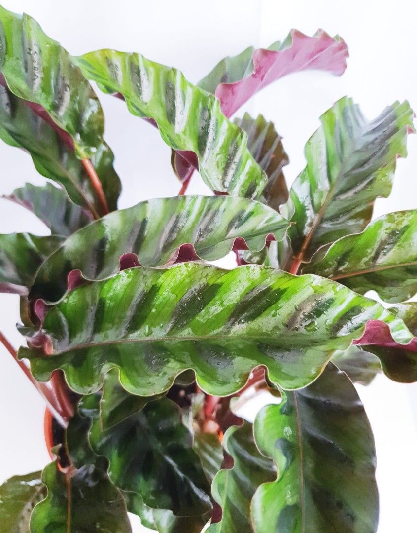 Calathea Gandersii, Furniture & Home Living, Gardening, Plants & Seeds ...