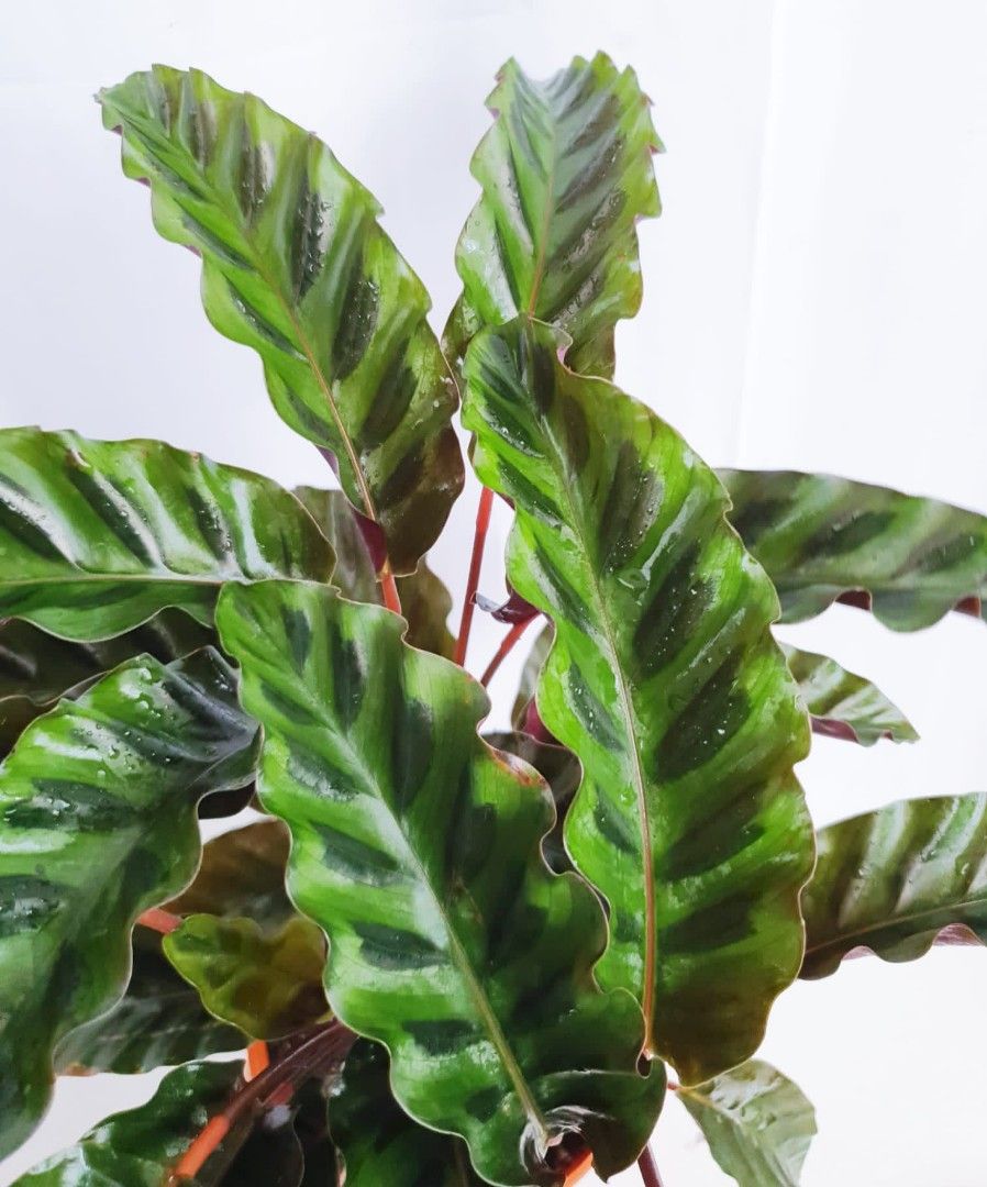 Calathea Gandersii, Furniture & Home Living, Gardening, Plants & Seeds ...