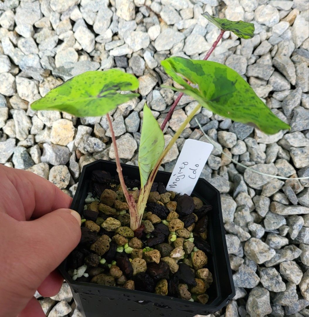 Colocasia Mojito (Baby), Furniture & Home Living, Gardening, Plants ...