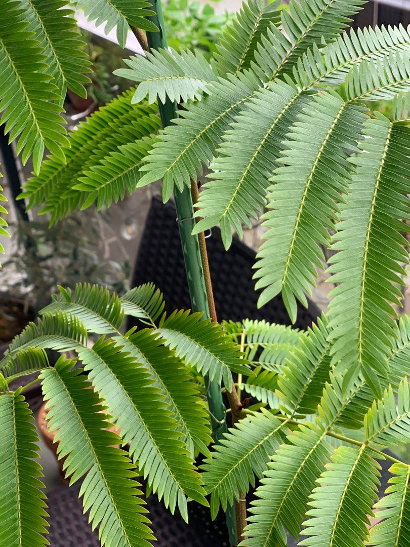 pithecellobium confertum (Everfresh Tree) -Japan breed 小豆樹, Furniture ...