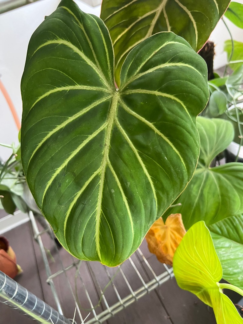 Gloriosum Zebra - Peruvian, Furniture & Home Living, Gardening, Plants ...