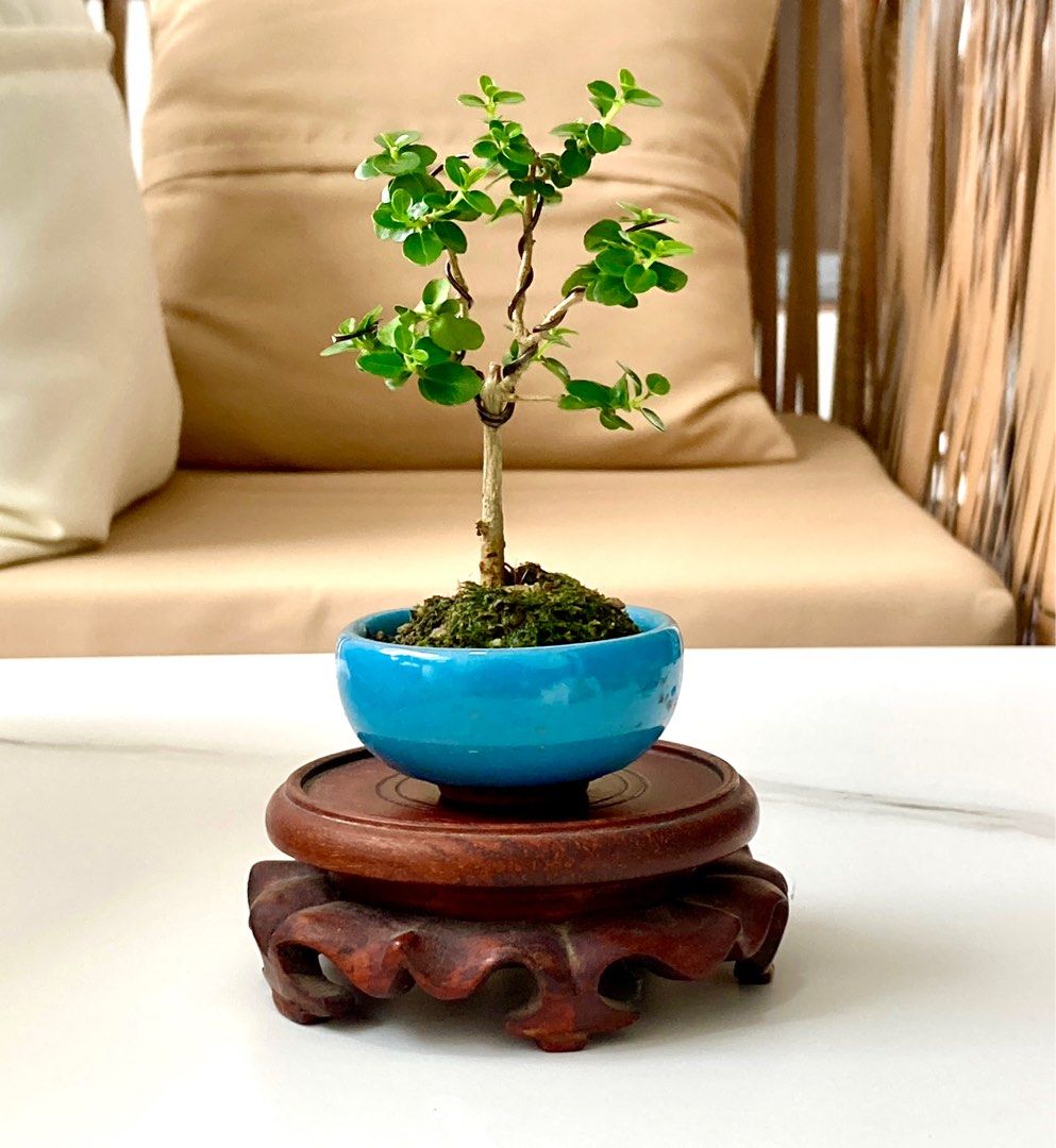 Mini Bonsai Premna Microphylla, Furniture & Home Living, Gardening ...