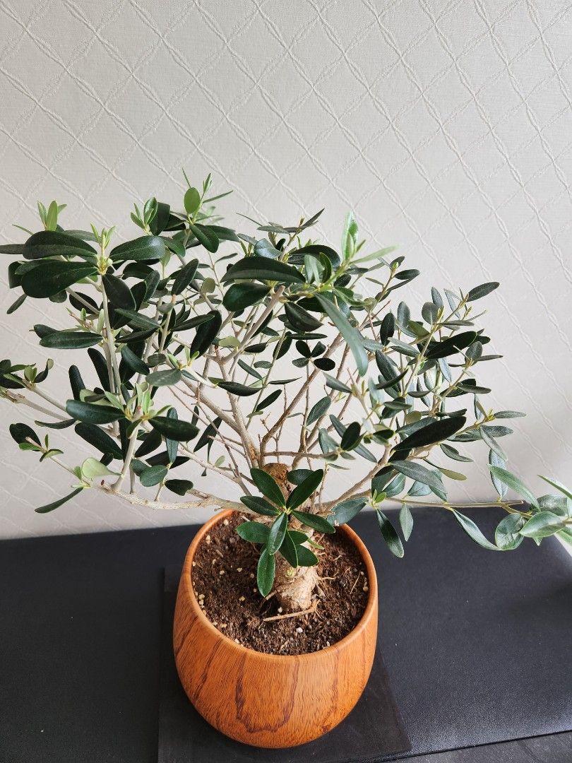 Mini Olive Tree plant with ceramic pot in wooden colour, Furniture ...