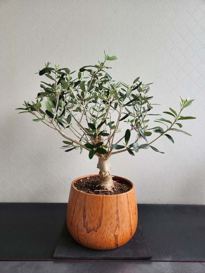 Mini Olive Tree plant with ceramic pot in wooden colour, Furniture ...
