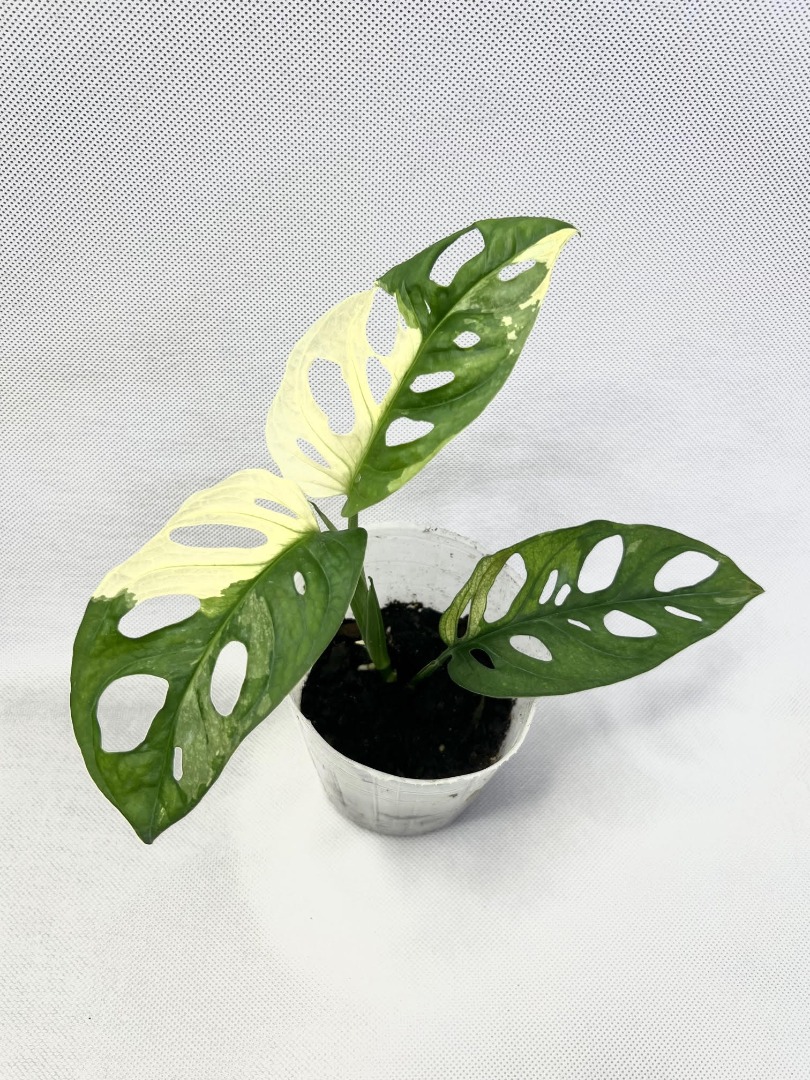 Monstera Adansonii Giant Albo/Mint Variegated, Furniture & Home Living ...