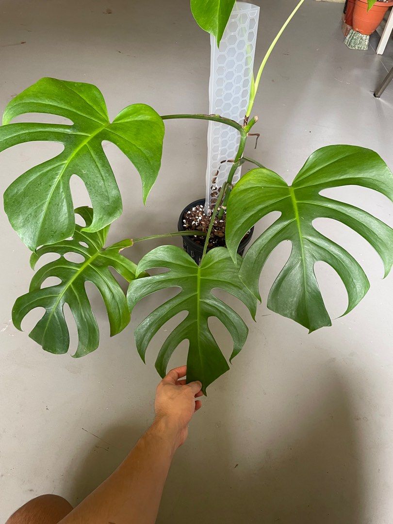 Monstera Brazilian Form, Furniture & Home Living, Gardening, Plants ...