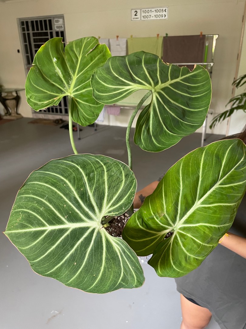 Philodendron Gloriosum Zebra, Furniture & Home Living, Gardening ...