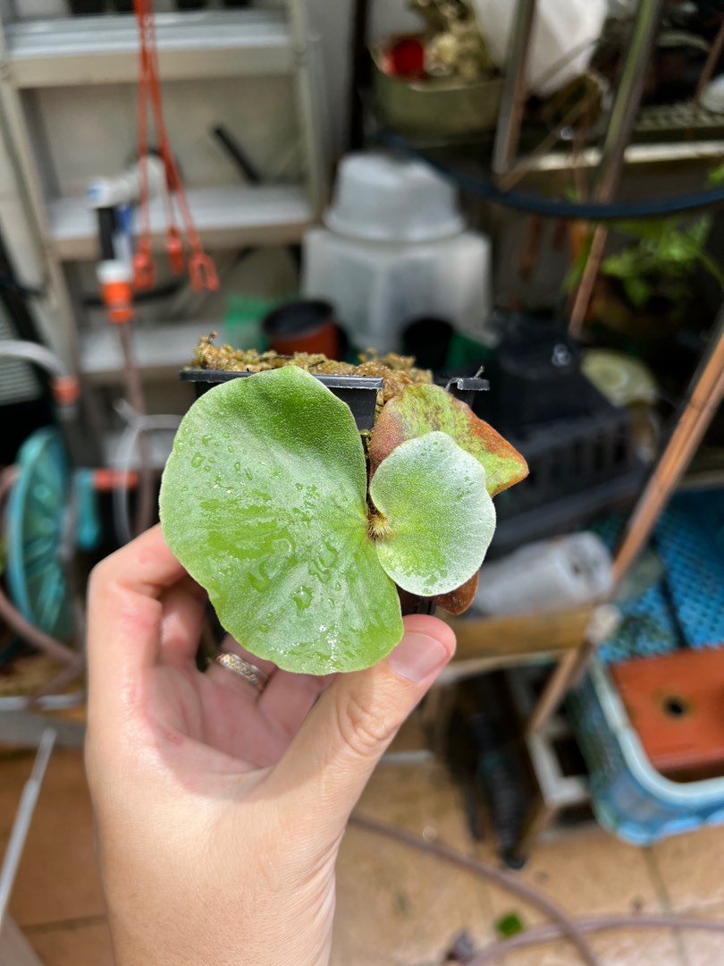 Platycerium elephantotis x alcicorne Madagascar | Staghorn Fern ...