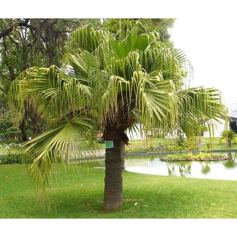 Pokok palma chinese fan palm, livistona chinensis, Furniture & Home ...