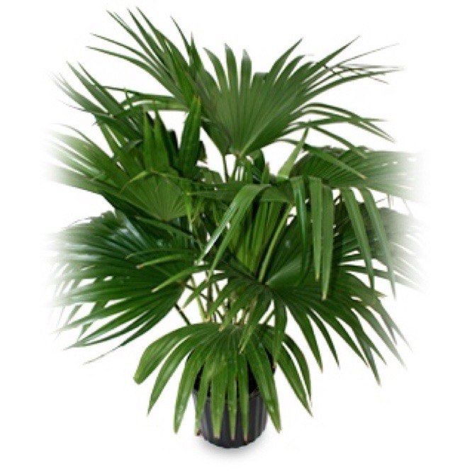 Pokok palma chinese fan palm, livistona chinensis, Furniture & Home ...
