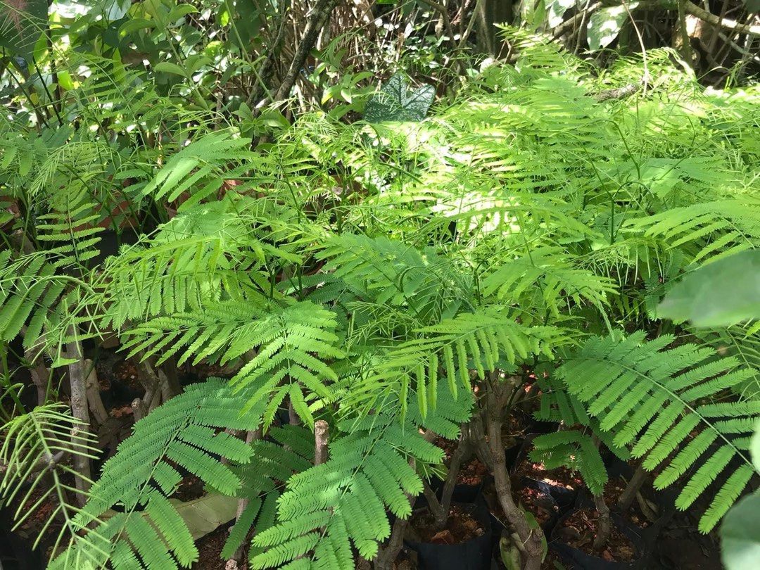 pokok ulam cha om (berbau petai), Furniture & Home Living, Gardening ...