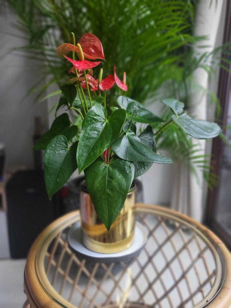 Potted Anthurium plant, Furniture & Home Living, Gardening, Plants ...