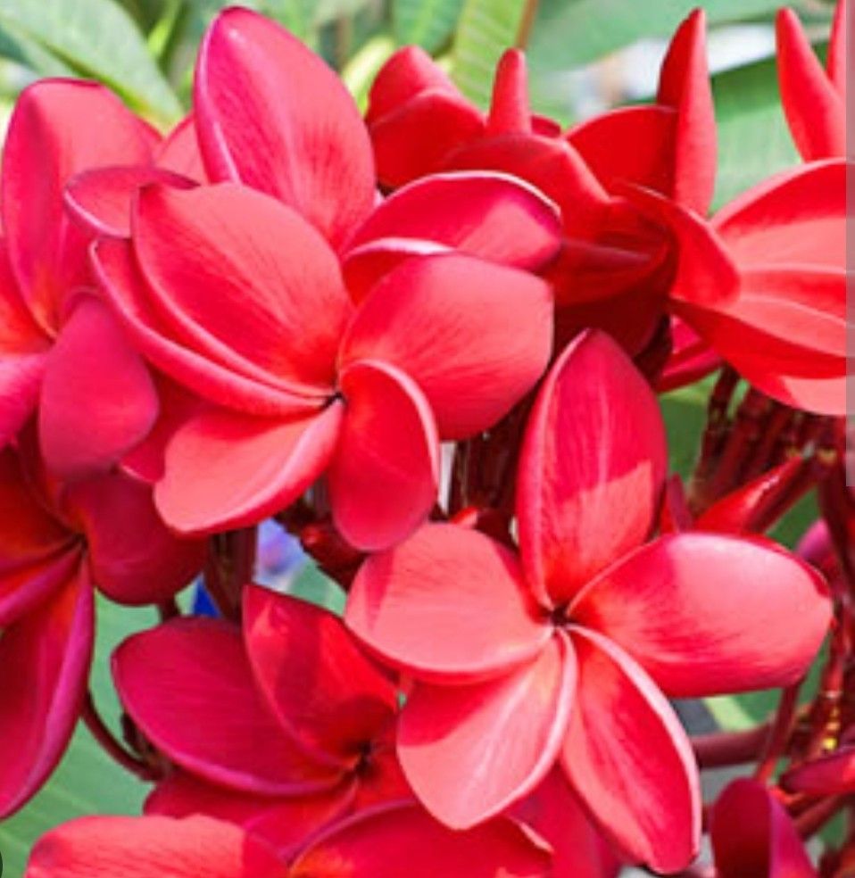 Red Frangipani Cuttings, Furniture & Home Living, Gardening, Plants ...