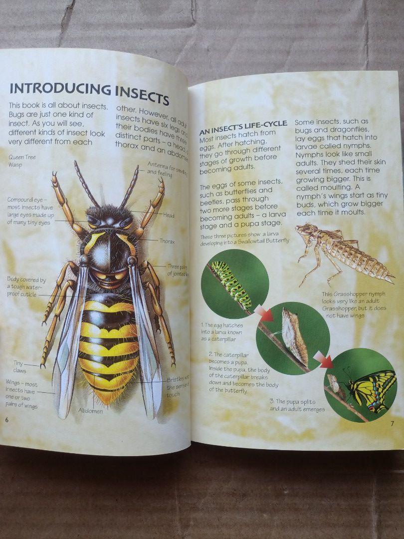 Usborne Spotter's Guides (Bugs & Insects) Book on Carousell