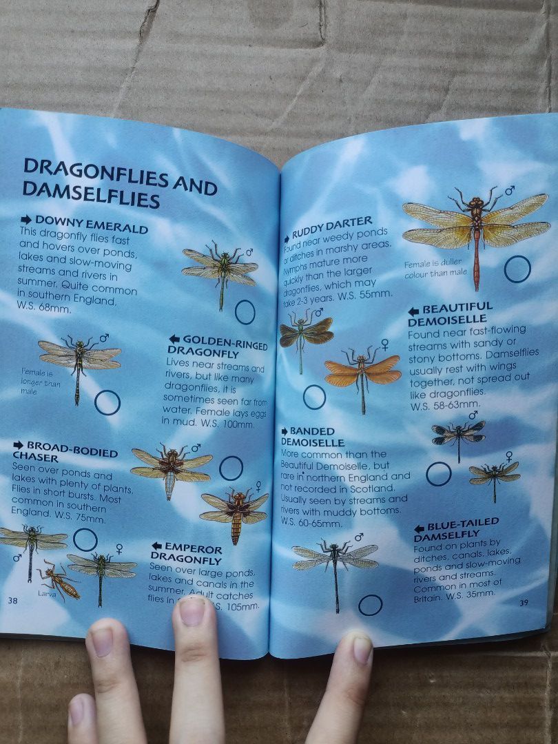 Usborne Spotter's Guides (Bugs & Insects) Book on Carousell