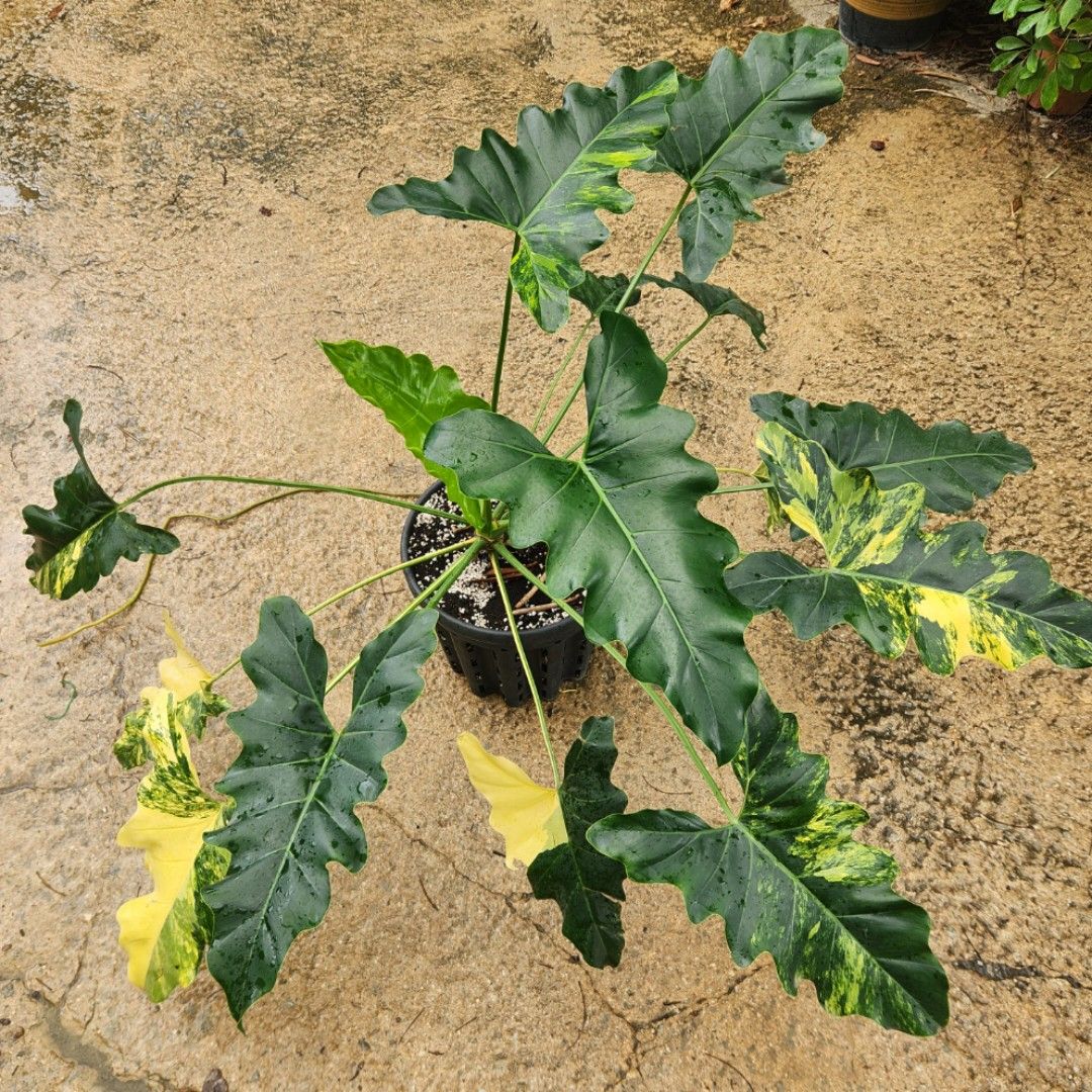 Variegated thaumatophyllum williamsii hybrid (prev known Philodendron ...