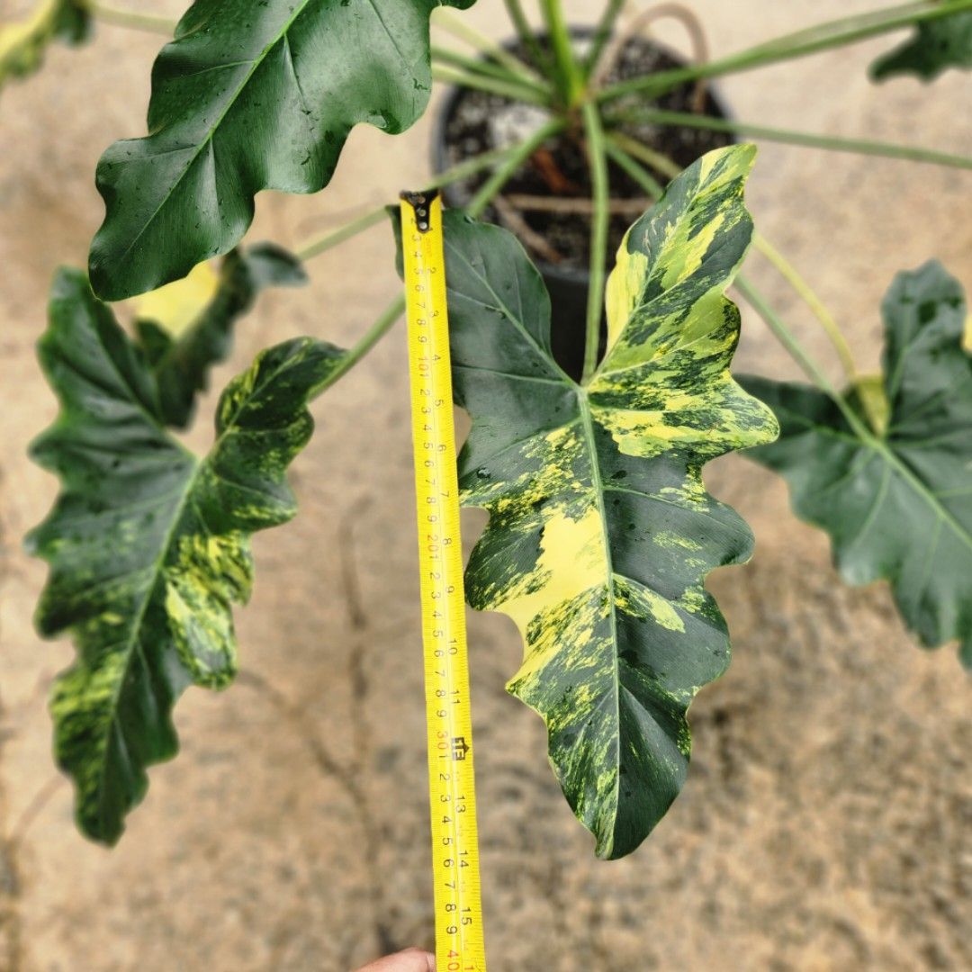 Variegated thaumatophyllum williamsii hybrid (prev known Philodendron ...