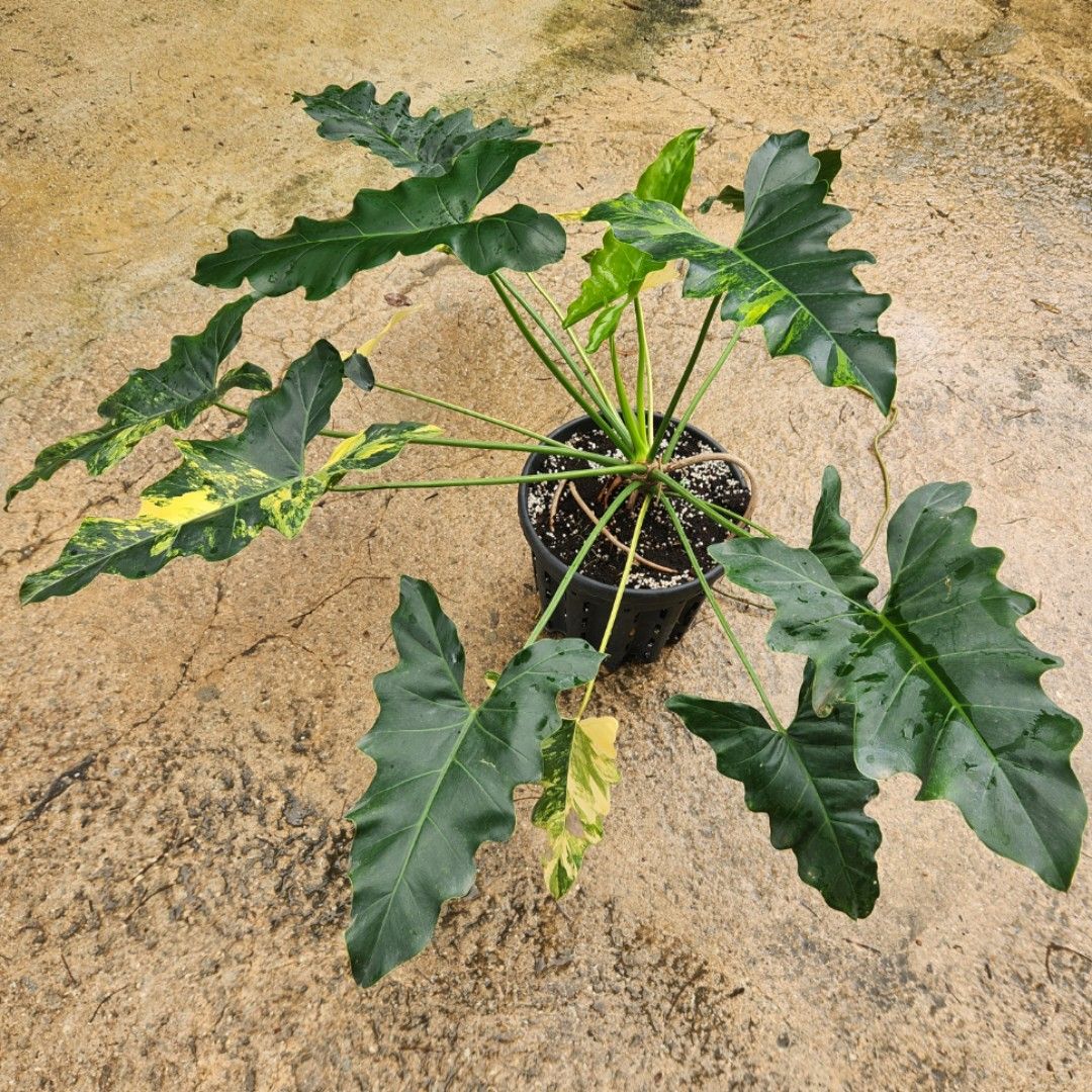 Variegated thaumatophyllum williamsii hybrid (prev known Philodendron ...